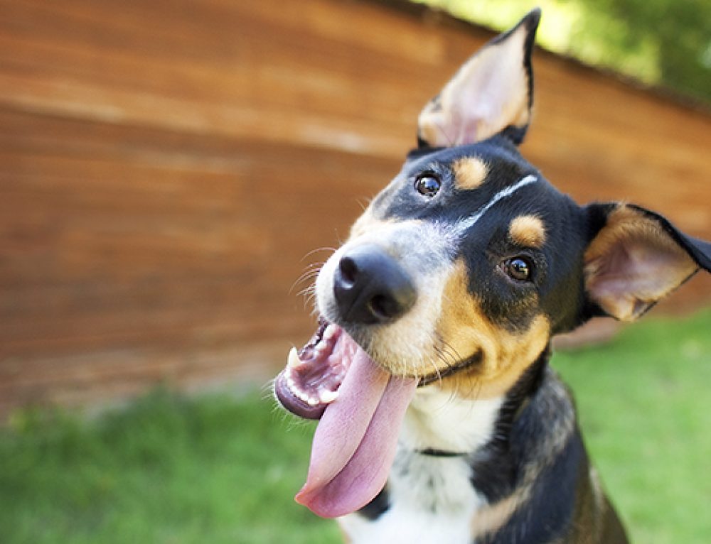 Top 20 Healthiest Dog Breeds - AvoDerm