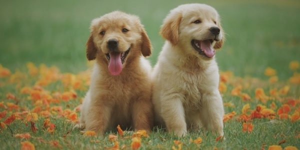 Top 20 Healthiest Dog Breeds - AvoDerm