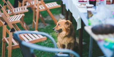 What Table Foods are Safe to Feed Dogs? - AvoDerm