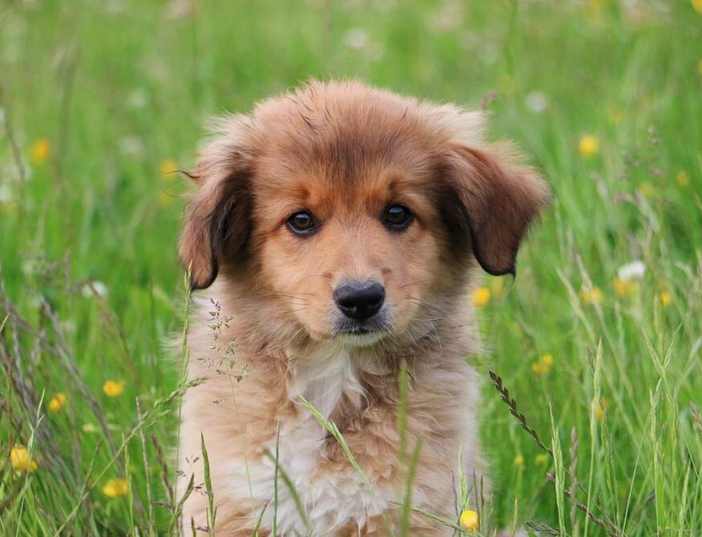 Why Do Dogs Have Hackles - Dog Hackles Explained - AvoDerm