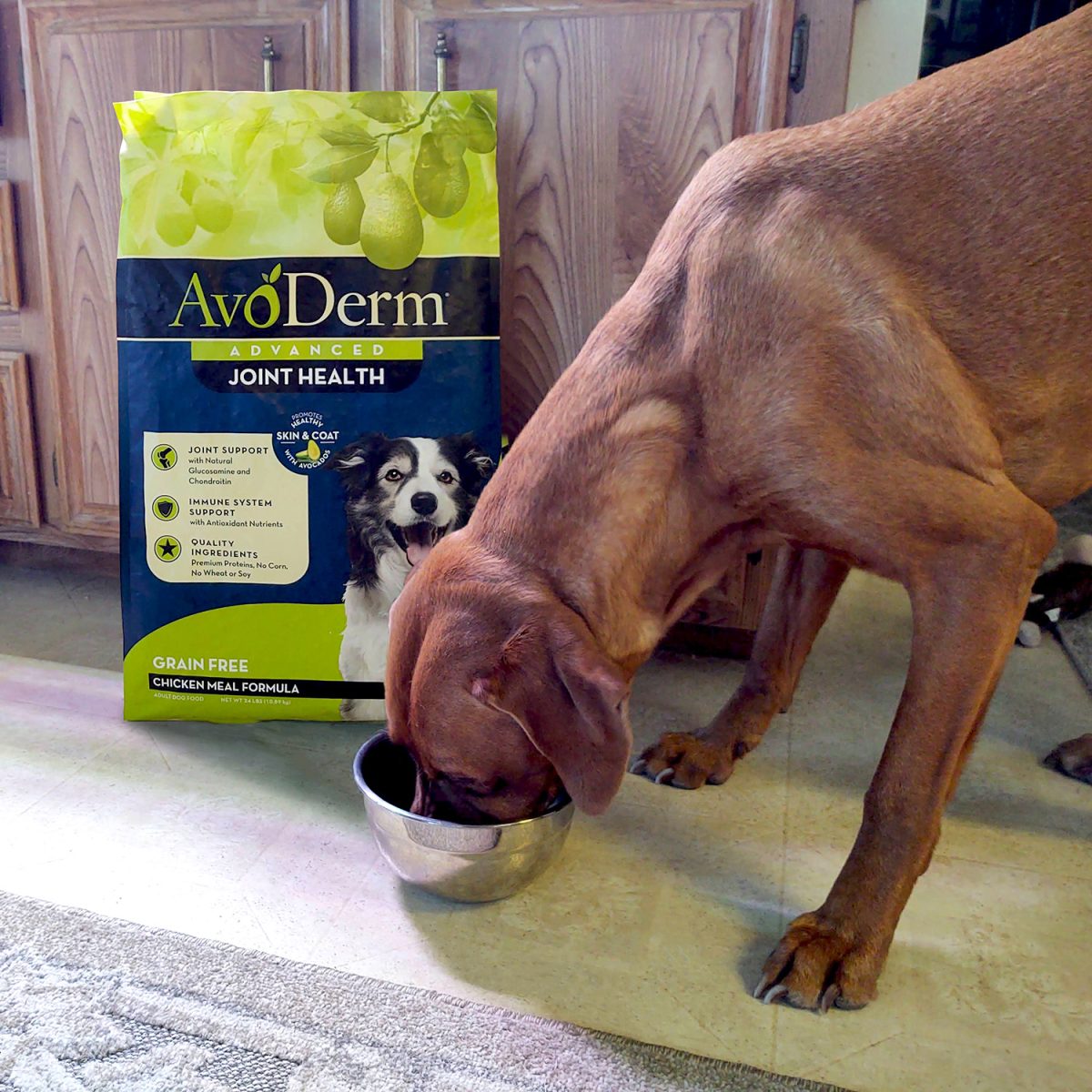 Can Dogs Eat Avocado? - AvoDerm